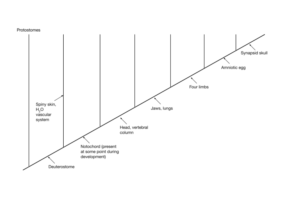 Solved Lab Activity 3: Deuterostome Tree As you examine the | Chegg.com
