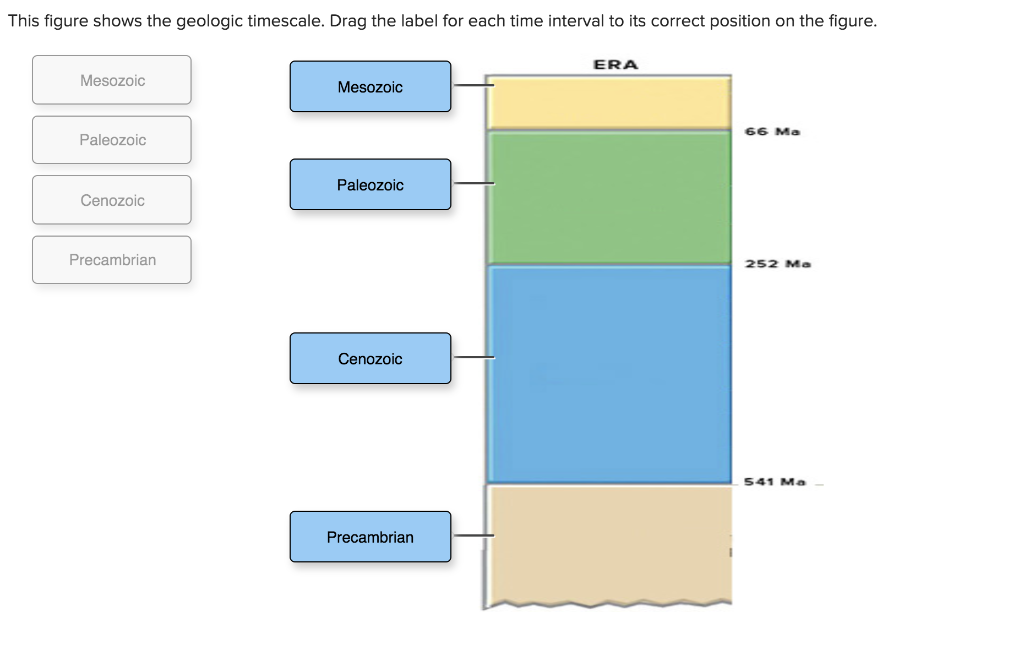 Solved This figure shows the geologic timescale. Drag the | Chegg.com