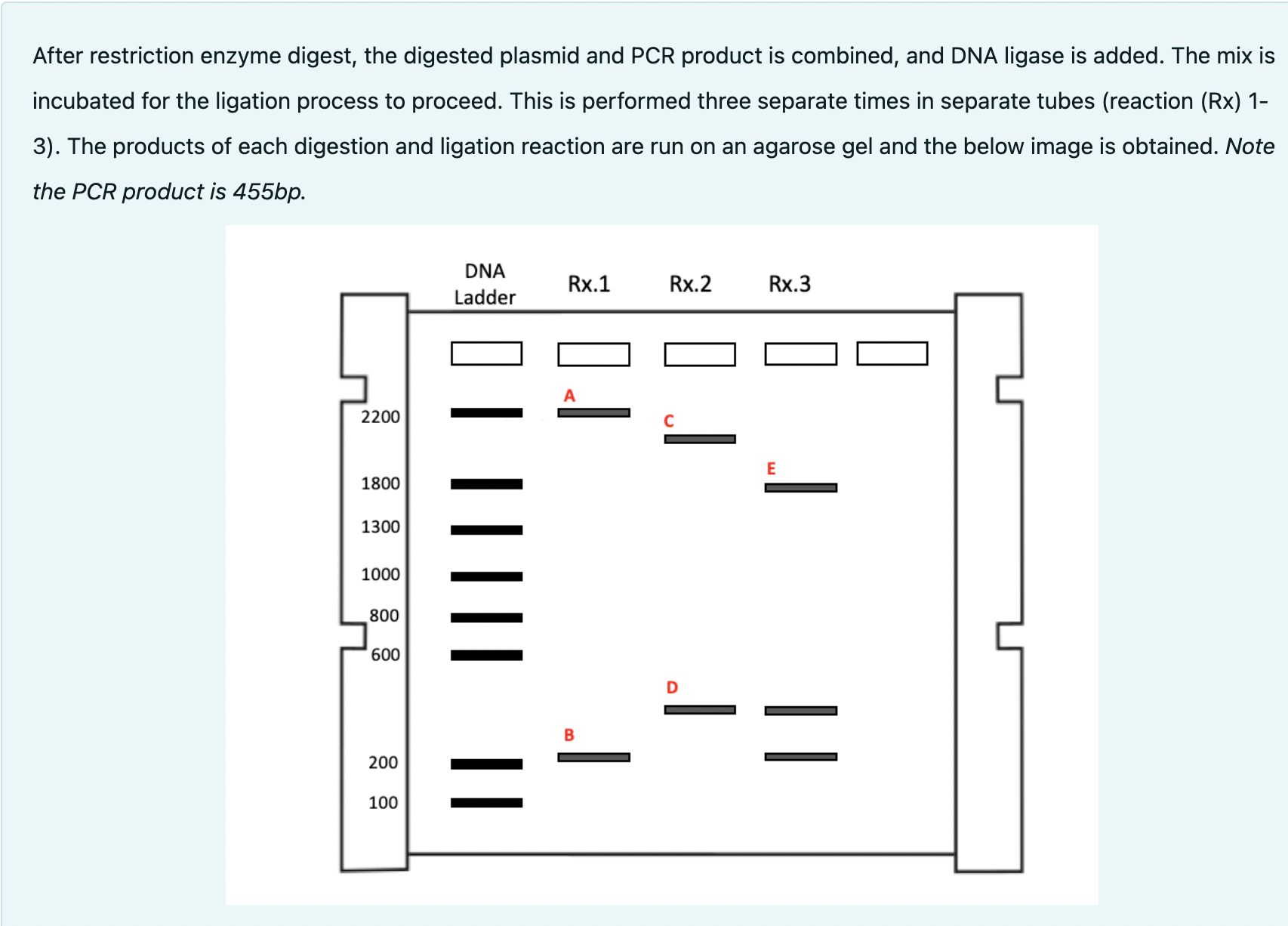 Solved After restriction enzyme digest, the digested plasmid | Chegg.com