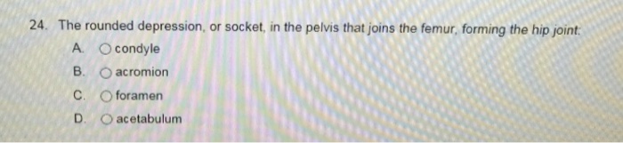 Solved The rounded depression, or socket, in the pelvis that | Chegg.com