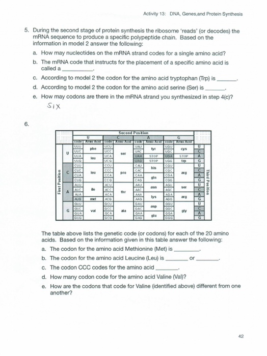 Solved DNA, Genes and Protein Synthesis Activity 13: Protein | Chegg.com