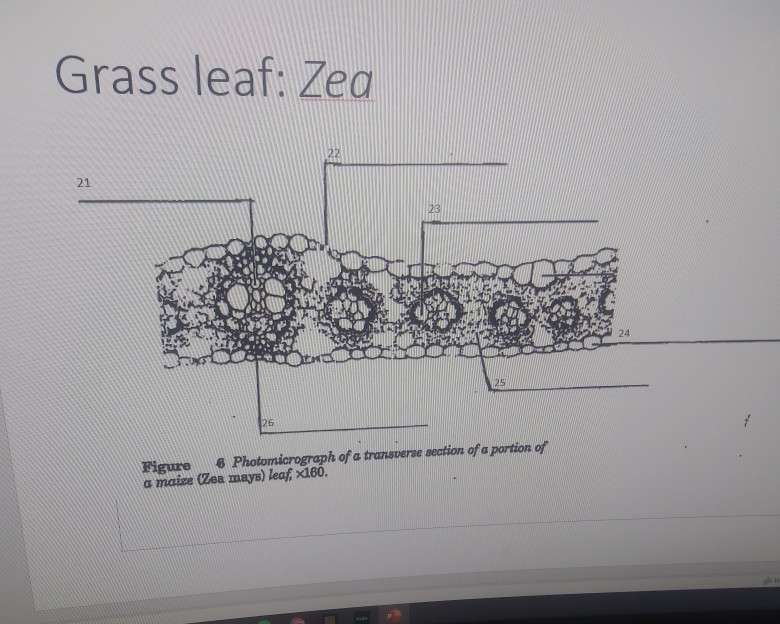 Solved Grass leaf: Zea WhDM C Figure 6 Photomicrograph of a | Chegg.com