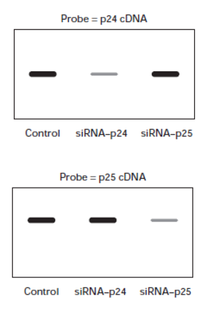 Solved Data analysis 3. Interference RNA (iRNA) is | Chegg.com