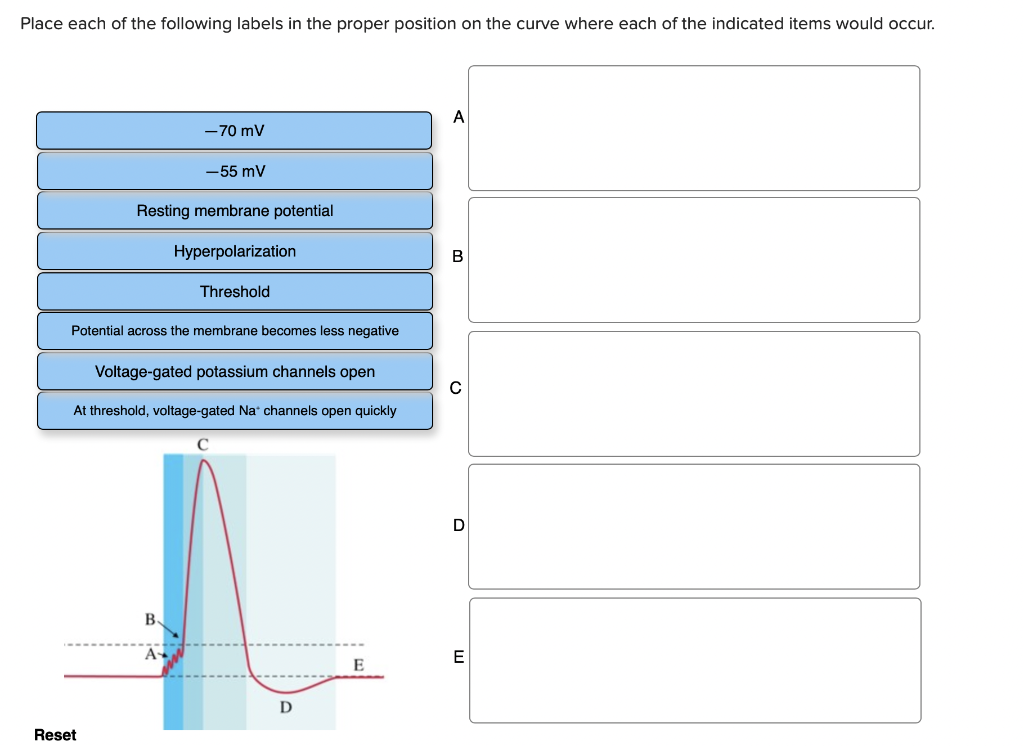 Solved Place each of the following labels in the proper | Chegg.com