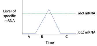 Solved The graph below shows the number of mRNA copies | Chegg.com