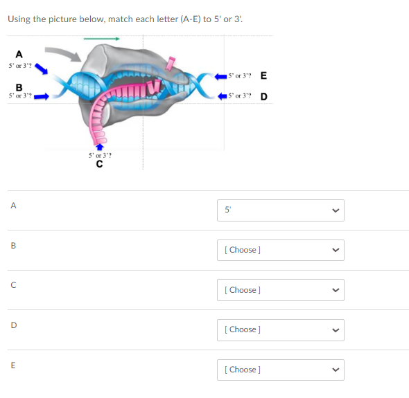 Solved Using the picture below, match each letter (A−E) to | Chegg.com