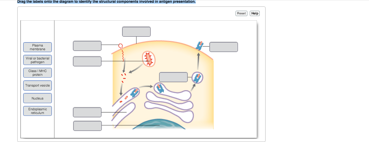 Solved Drag the labels onto the diagram to identify the | Chegg.com