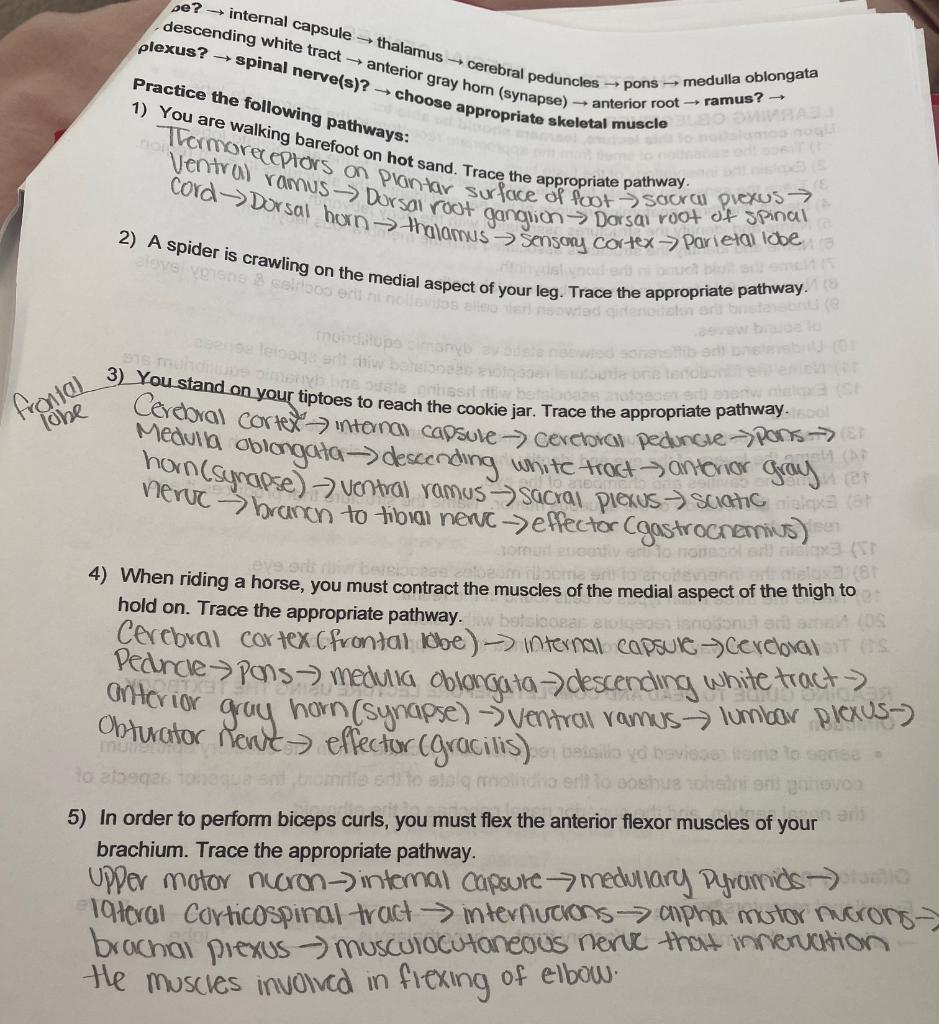 Solved ee? → internal capsule → thalamus → cerebral | Chegg.com