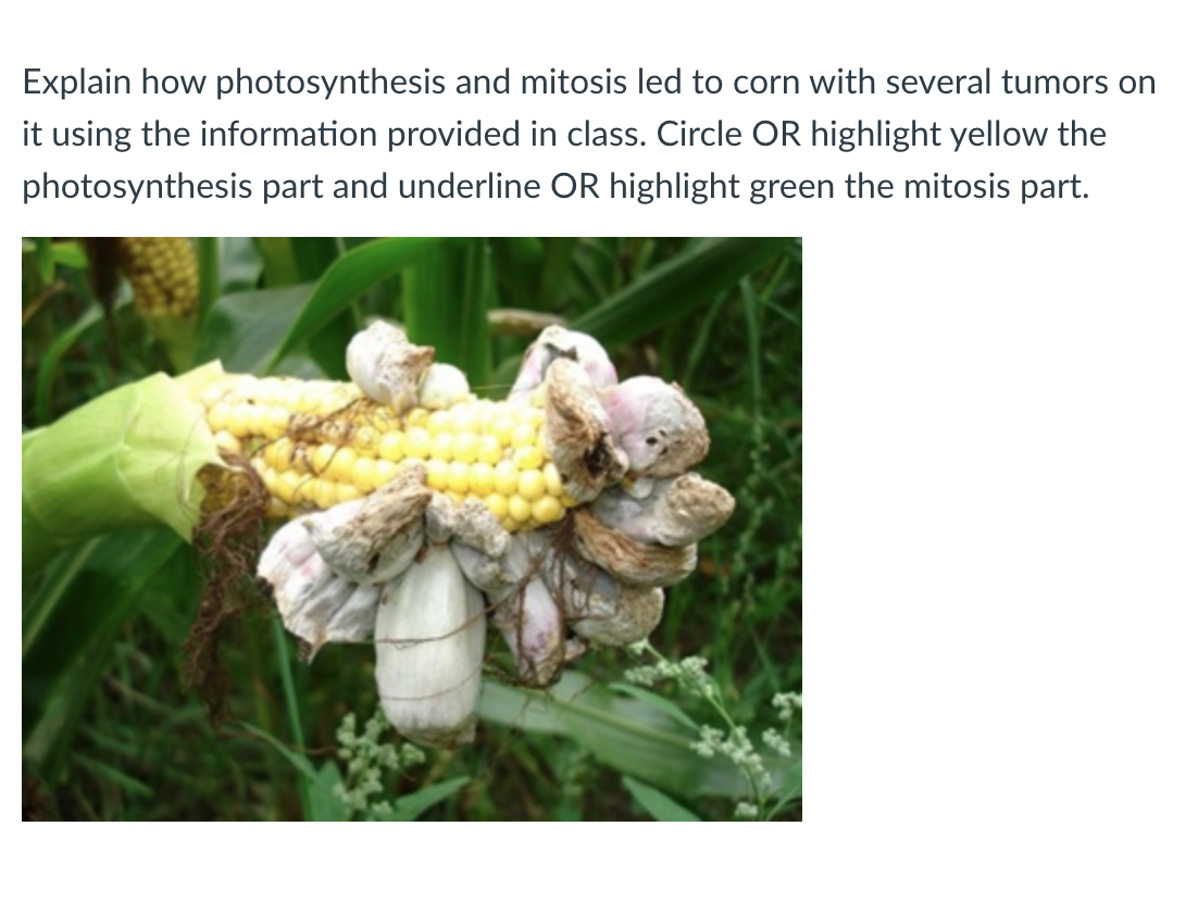 Solved Explain how photosynthesis and mitosis led to corn | Chegg.com