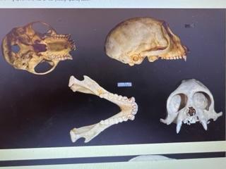 Solved Which of the following (picture) specimens has an | Chegg.com