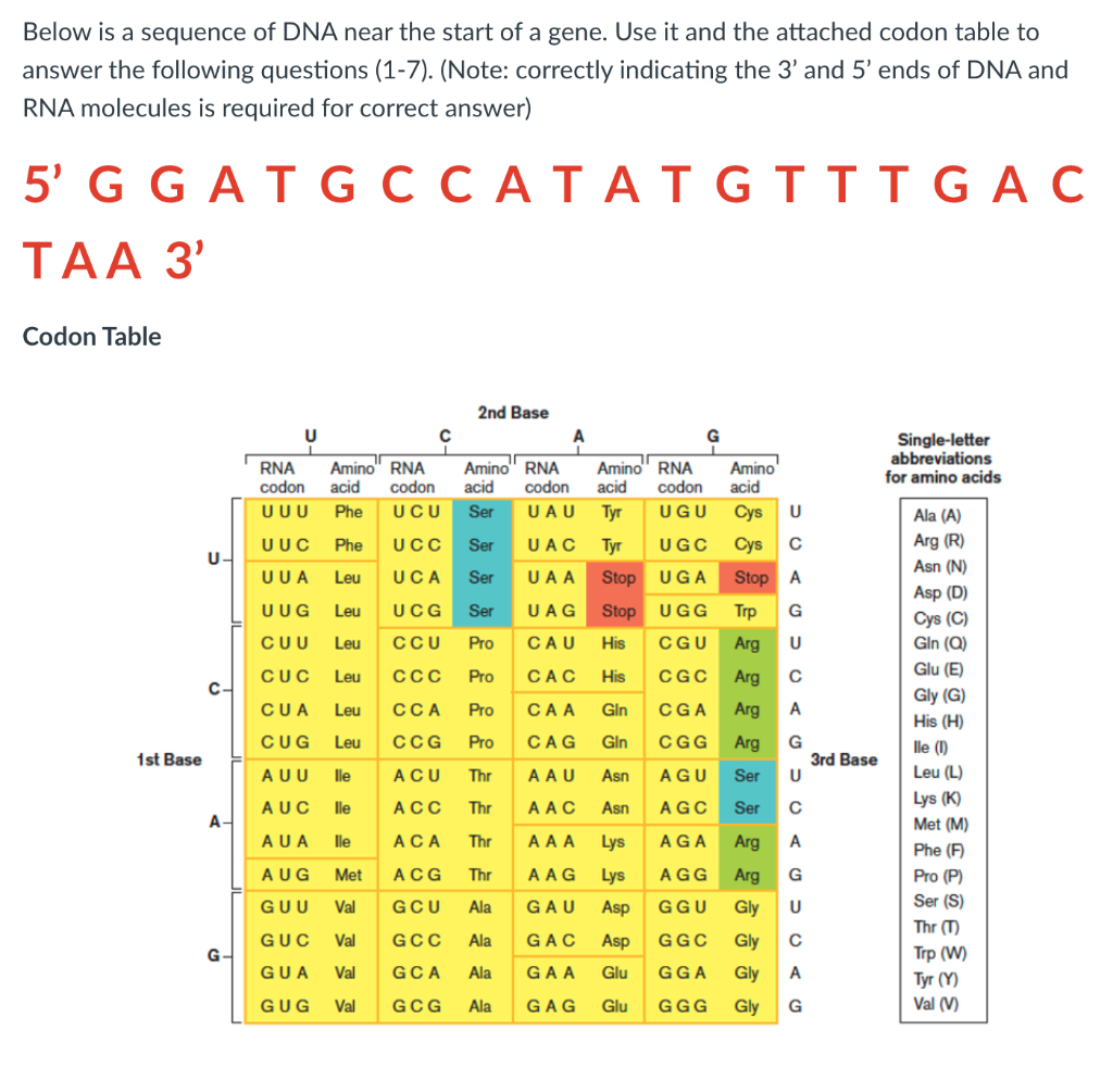Solved Using The Template Strand Of The DNA What Is The Chegg
