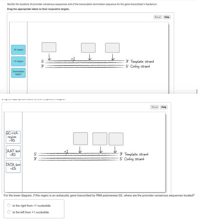Solved Identify the locations of promoter consensus | Chegg.com