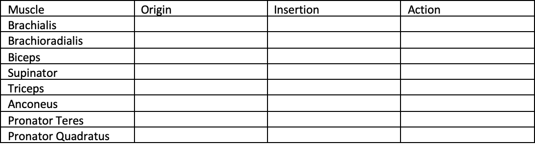 Solved Origin Insertion Action Muscle Brachialis | Chegg.com