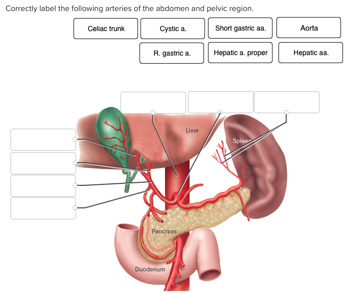 Solved Correctly label the following arteries of the abdomen | Chegg.com
