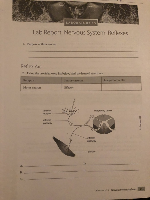 Solved LABORATORY 15 Lab Report: Nervous System: Reflexes | Chegg.com