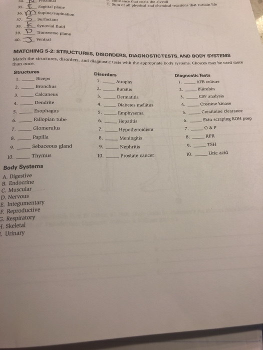 Solved that coats the al ss. E sagittal plane T. Sum of all | Chegg.com
