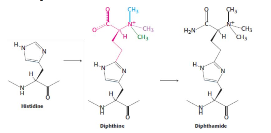 Solved Elongation factor-2 (eEF-2), a protein taking part | Chegg.com