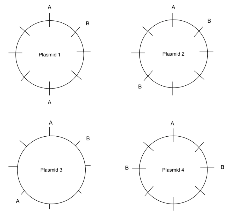Solved Of the following plasmids, which is compatible with | Chegg.com