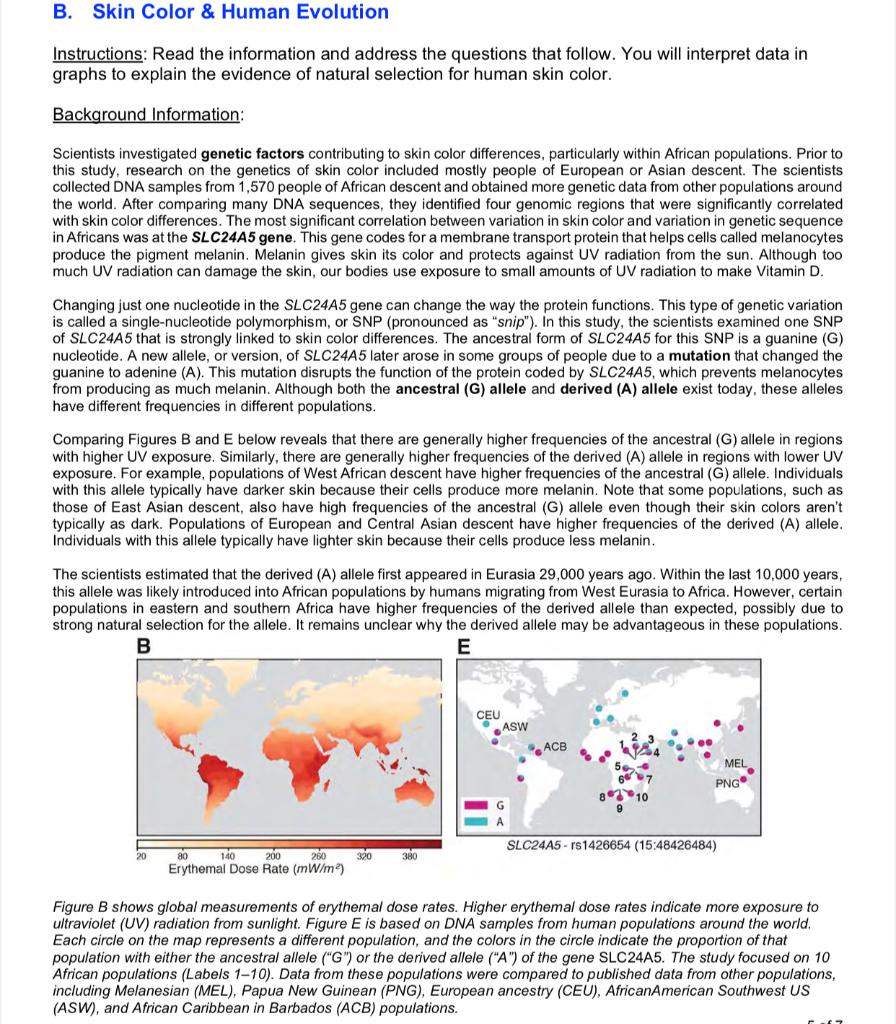 Solved B. Skin Color & Human Evolution Instructions: Read | Chegg.com