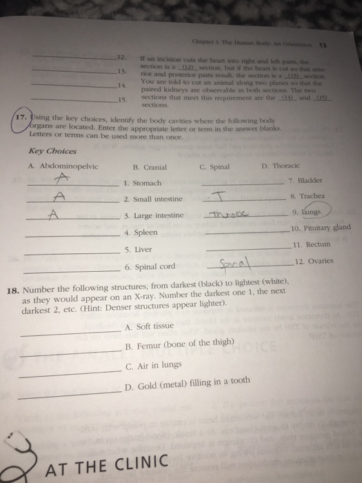 Solved Chapter 1 The Human Body An G 13 12. If an incision | Chegg.com