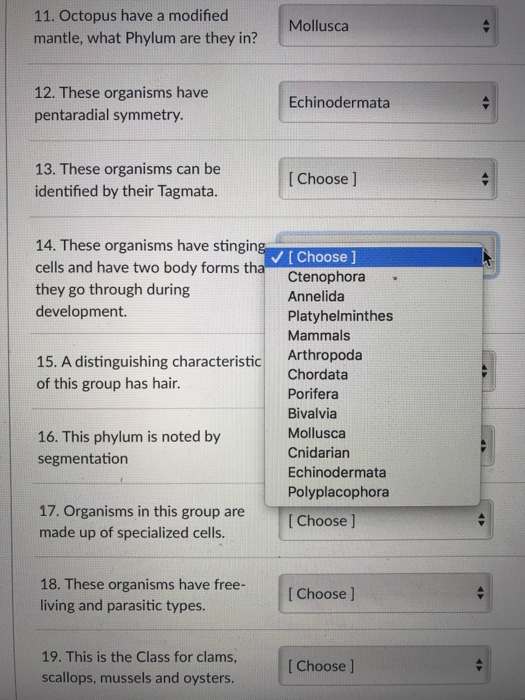 Solved 11. Octopus have a modified mantle, what Phylum are | Chegg.com