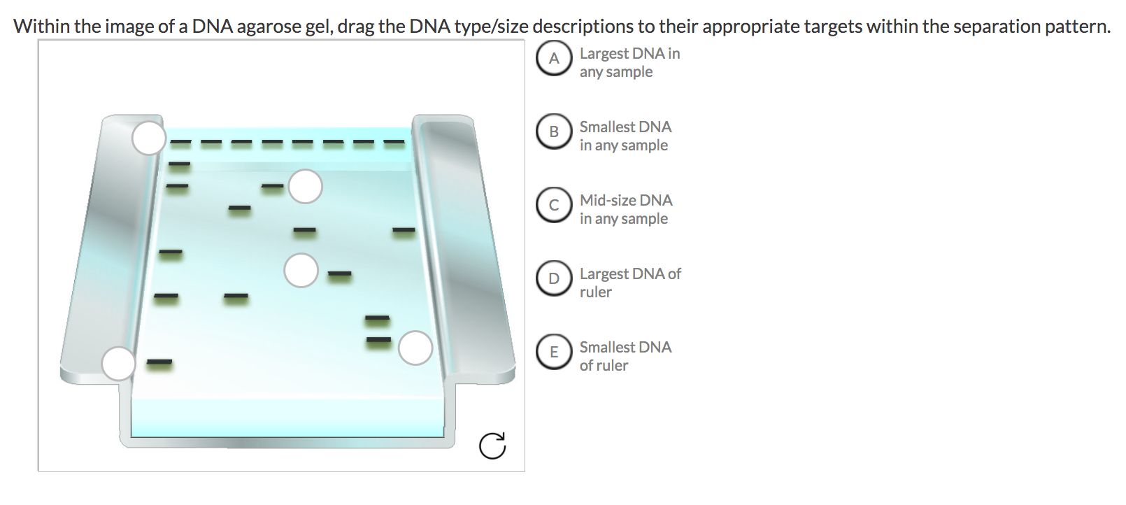 Solved Within the image of a DNA agarose gel, drag the DNA | Chegg.com
