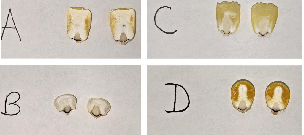 Solved Hard starch is a dark yellow, soft starch is paler. | Chegg.com