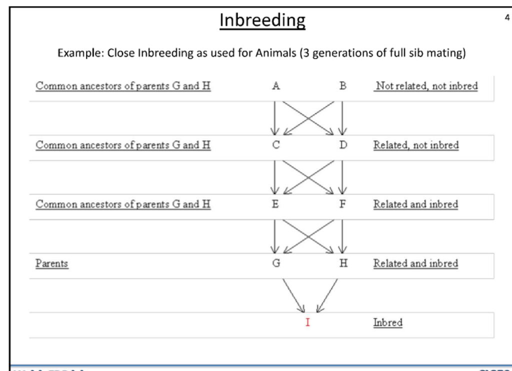 Solved Find the inbreeding coefficient for I. (with 3 | Chegg.com