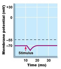 Solved The graph below shows the change in membrane | Chegg.com