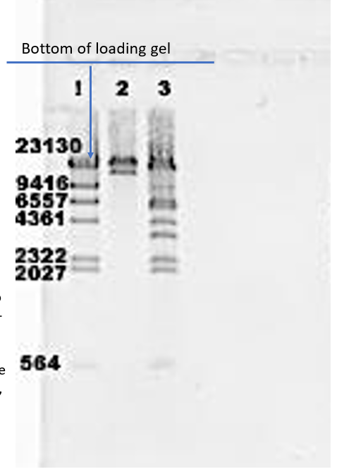 Bottom of loading gel 1 2 3 23130 9416 6557- 4361 | Chegg.com