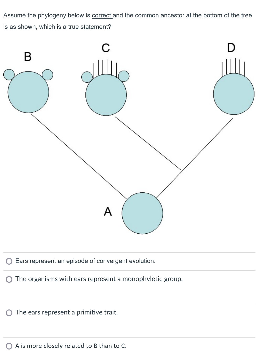 Solved Assume the phylogeny below is correct and the common | Chegg.com