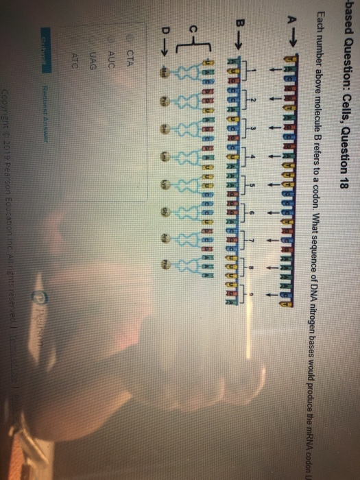 Solved based Question: Cells, Question 18 Each number above | Chegg.com