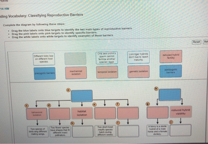 Solved 14 HW ding Vocabulary: Classifying Reproductive | Chegg.com