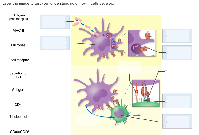 Solved Label the image to test your understanding of how T | Chegg.com