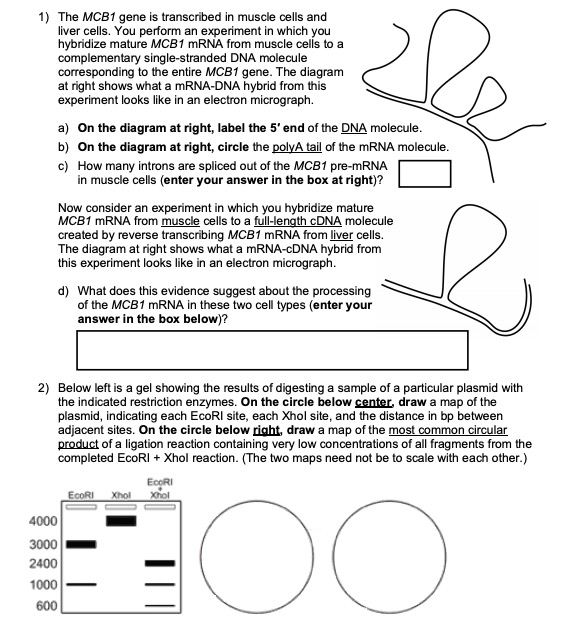 Solved 1) The MCB1 gene is transcribed in muscle cells and | Chegg.com