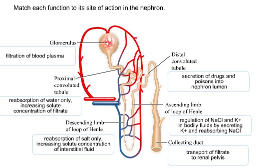Solved Match each function to its site of action in the | Chegg.com
