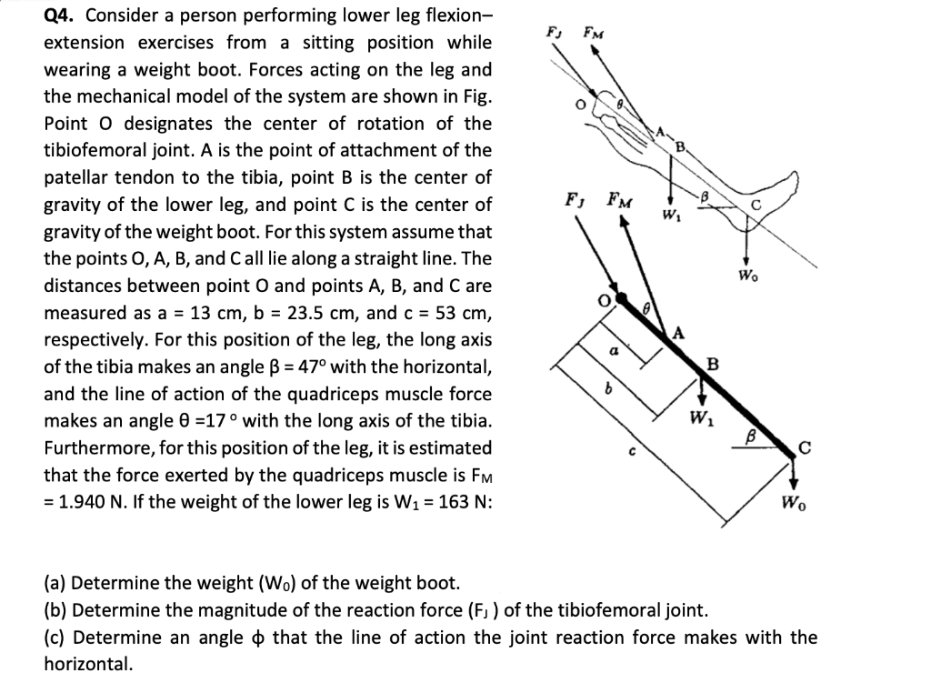 Solved Q4. Consider a person performing lower leg | Chegg.com