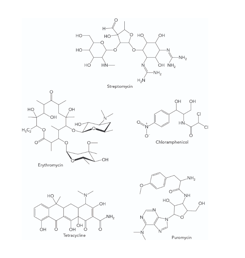 Solved TetracyclineA β-lactam ring is a four-membered ring | Chegg.com