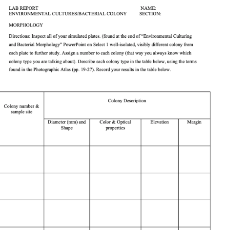 Solved LAB REPORT NAME: ENVIRONMENTAL CULTURES/BACTERIAL | Chegg.com