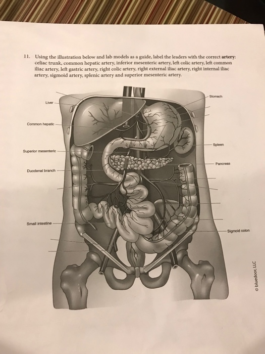 Superior Mesenteric Artery Model