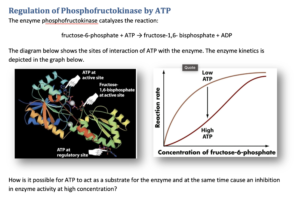 Solved Regulation of Phosphofructokinase by ATP The enzyme | Chegg.com