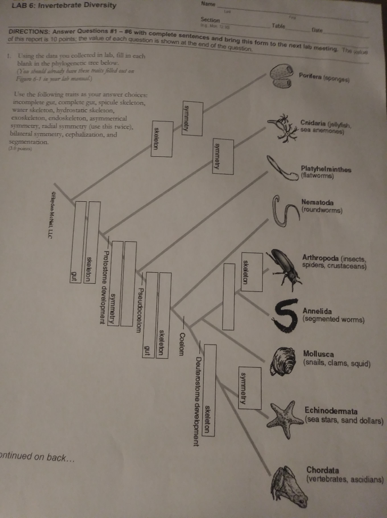 Vertebrates And Invertebrates Tree