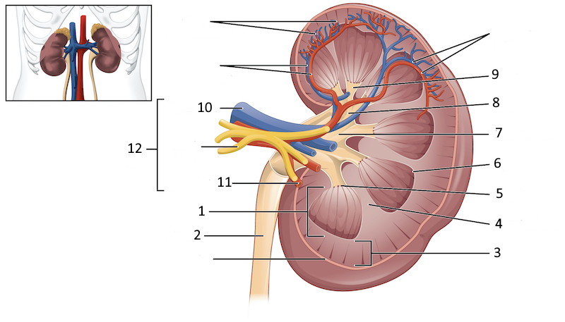 Solved Label the diagram. | Chegg.com