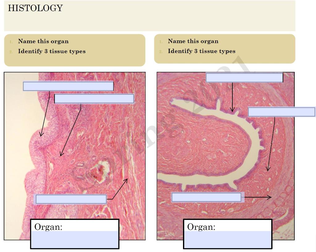 Solved HISTOLOGY Name this organ 2. Identify 3 tissue types | Chegg.com