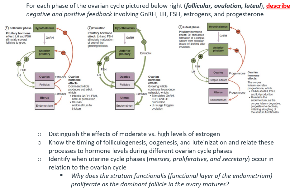 Solved For each phase of the ovarian cycle pictured below | Chegg.com