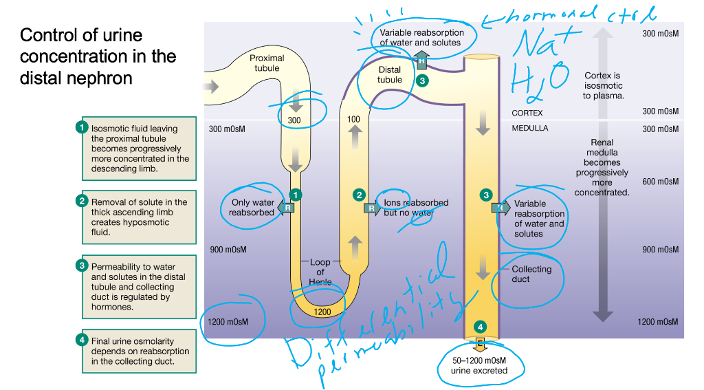 Solved how does the permeability of the nephron tubule | Chegg.com