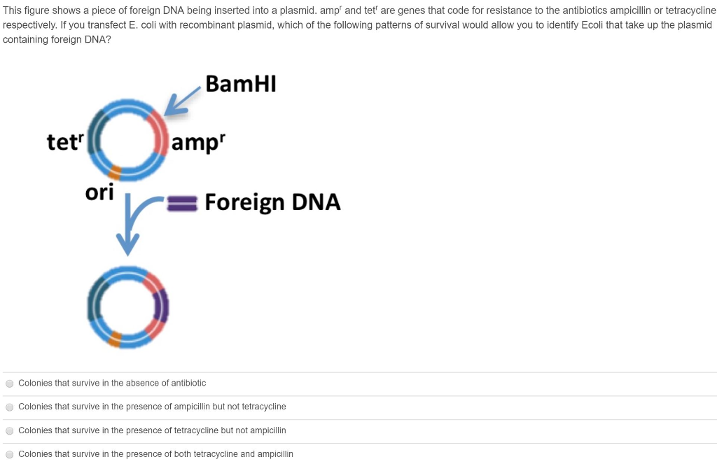 Solved This figure shows a piece of foreign DNA being | Chegg.com