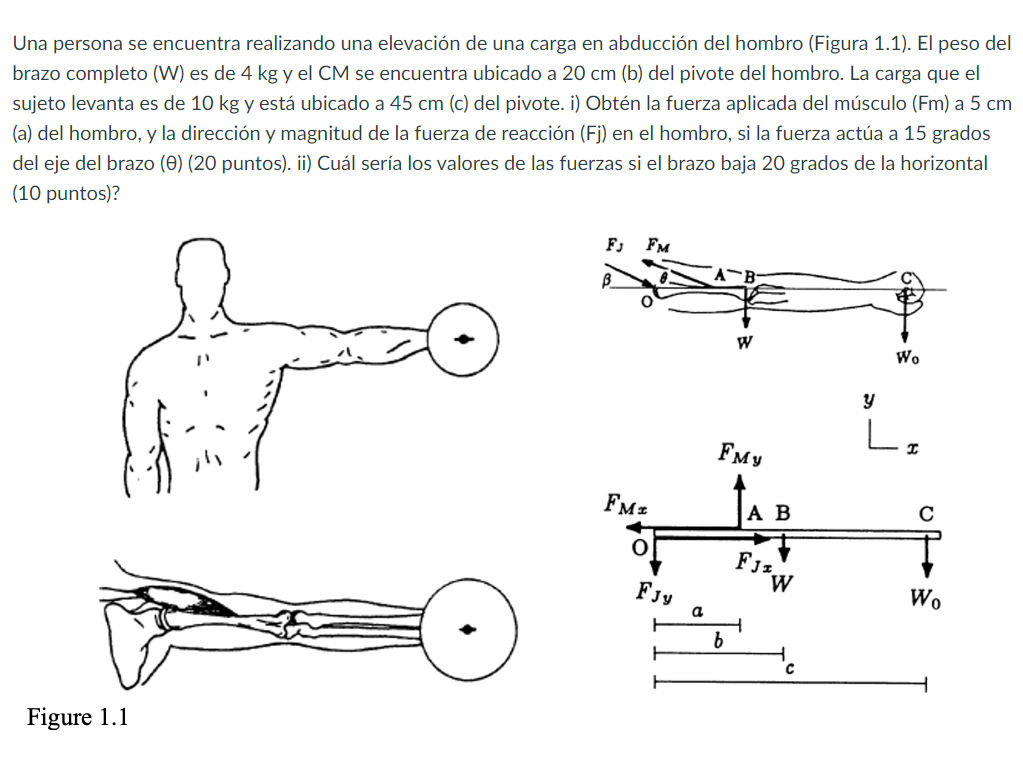 Solved A person is lifting a load in shoulder abduction | Chegg.com