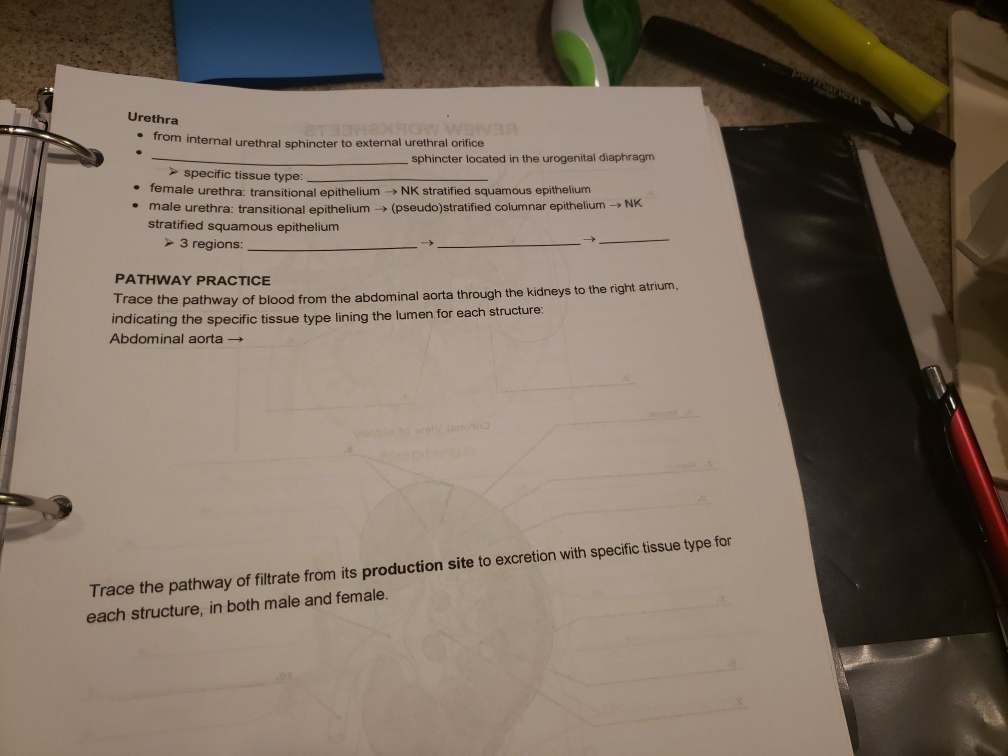 Solved Urethra fromi internal urethral sphincter to external | Chegg.com