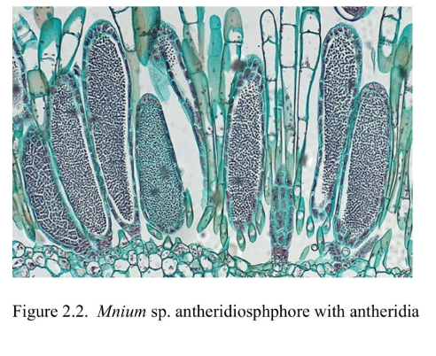 Solved Figure 2.2. Mnium sp. antheridiosphphore with | Chegg.com